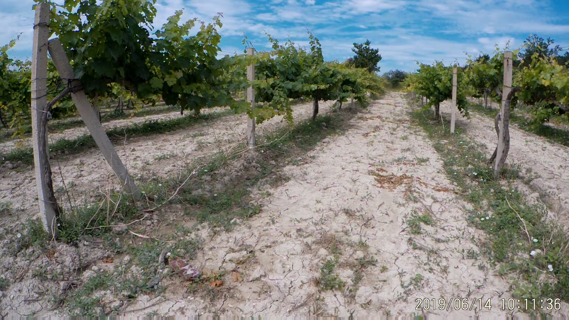 grape-leg Object Detection Dataset and Pre-Trained Model by Irina