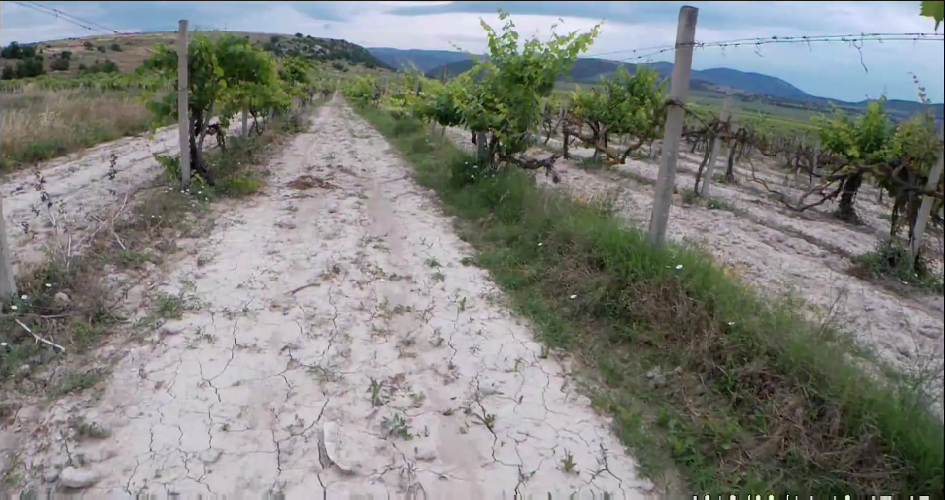 How to Use the grape-leg Object Detection API