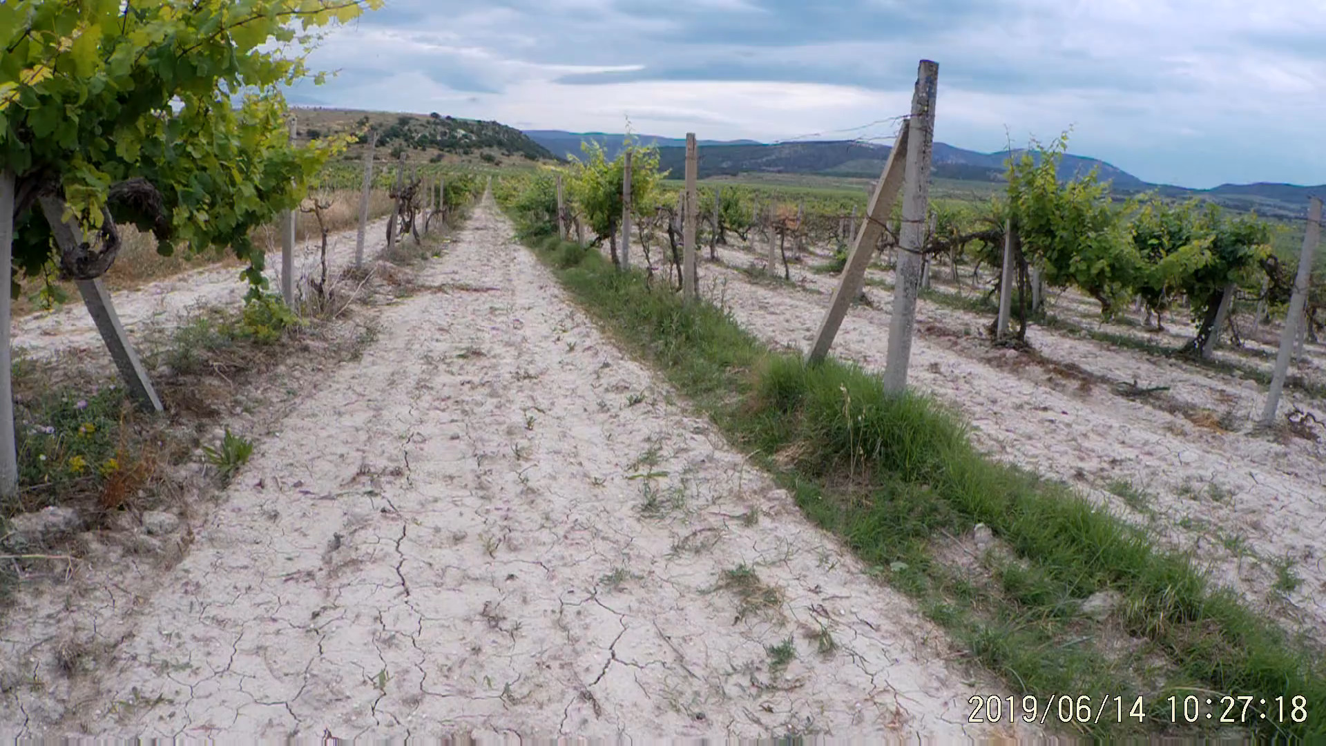 Grape Instance Segmentation Model by Irina