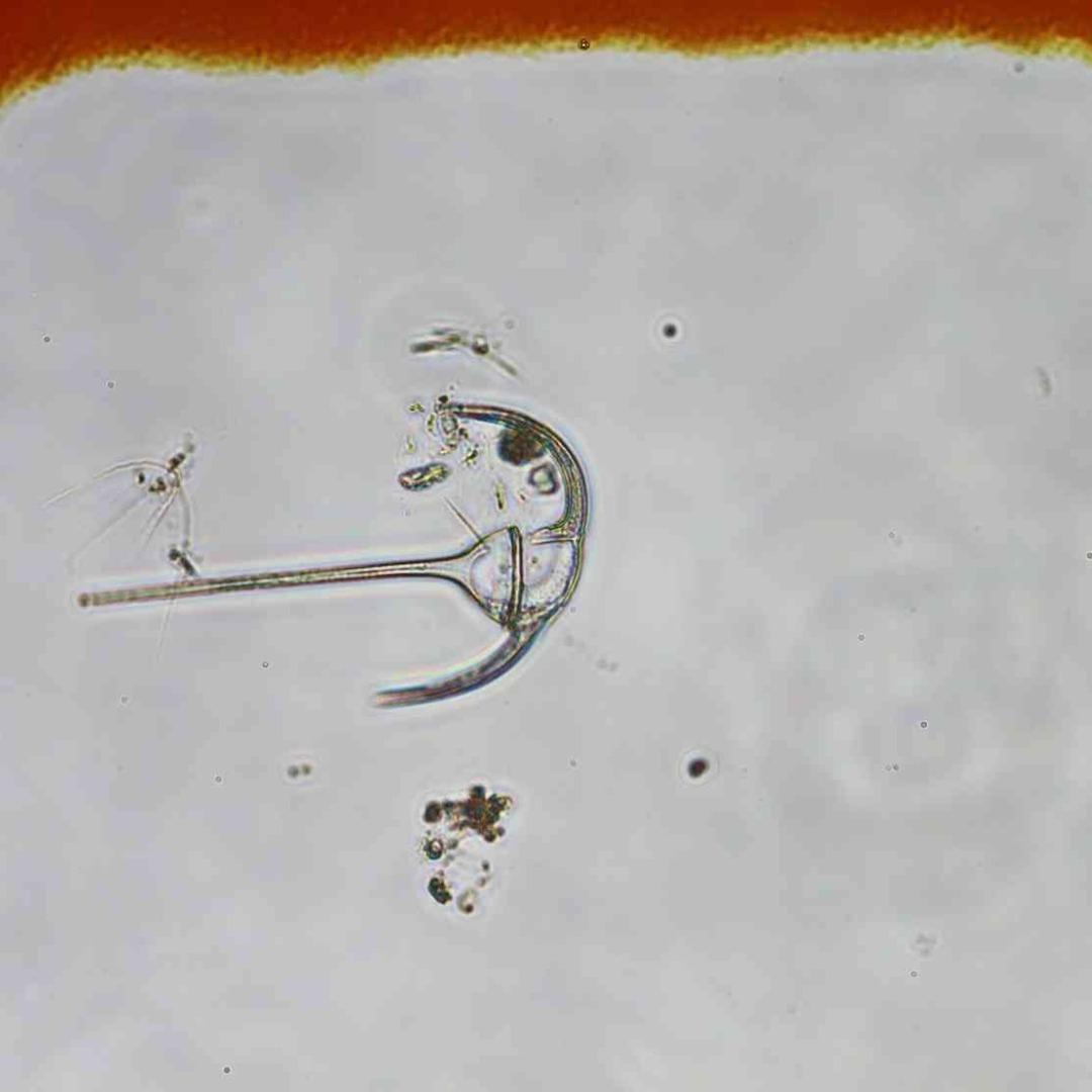 train_ori Object Detection Dataset by Universitas Sebelas Maret