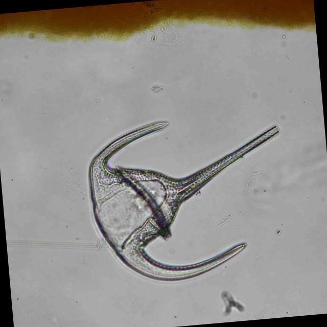 valid_final_01 Object Detection Dataset by Universitas Sebelas Maret