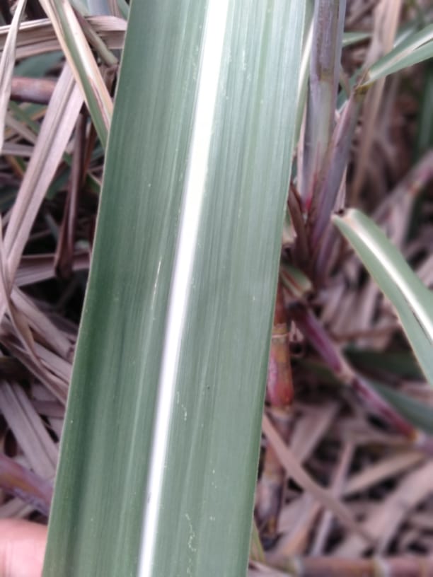 Dl Sugarcane Object Detection Dataset And Pre Trained Model By Dlsugarcane