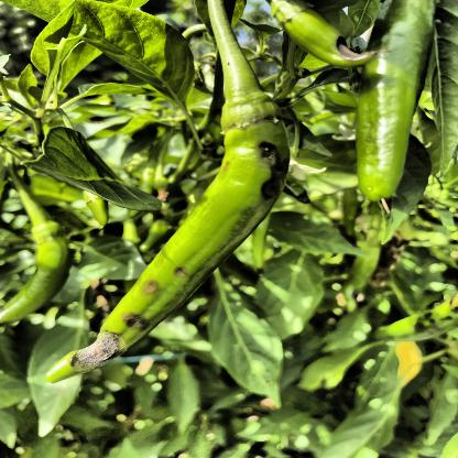 chili disease classification Classification Model by university kuala ...