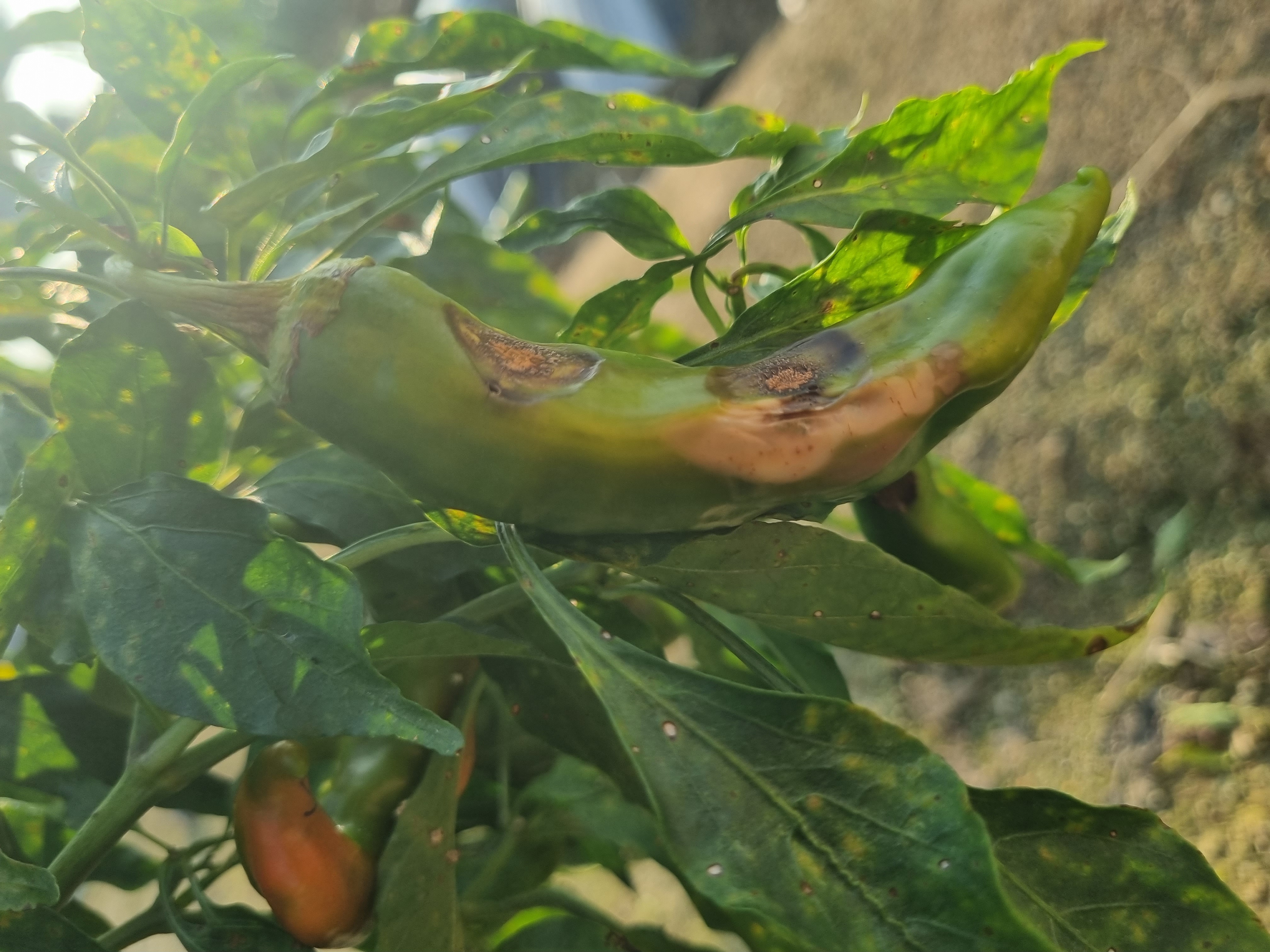 How to Use the chili new Object Detection API