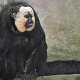 monkey Object Detection Model by Tvue