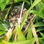 Pineapple-Disease Object Detection Dataset and Pre-Trained Model by Skripsi