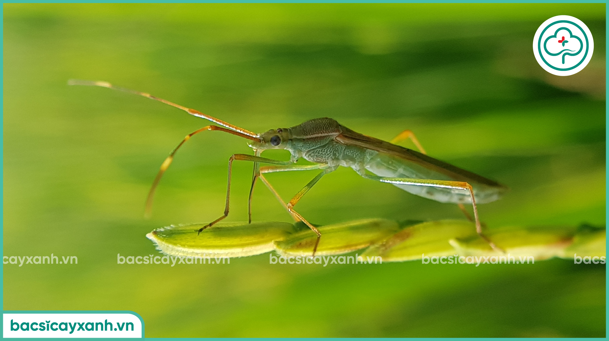 Yolov5 Insect Detection Object Detection Dataset And Pre Trained Model