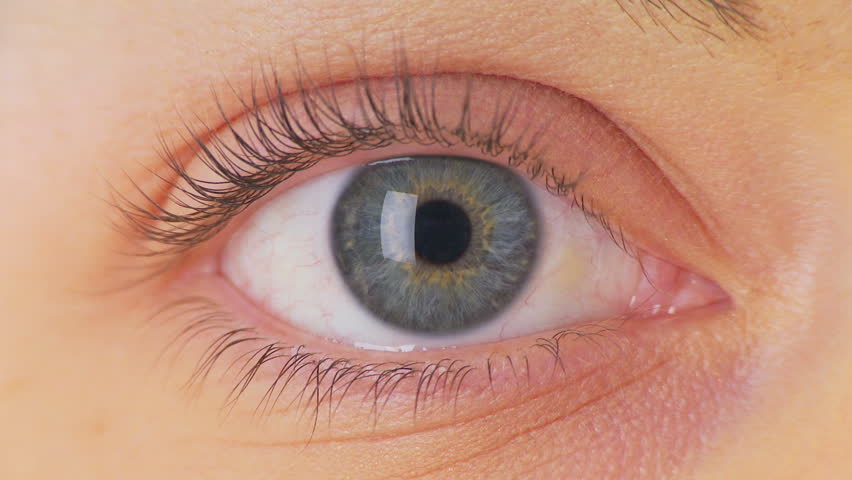 iris Object Detection Dataset by rem Toker