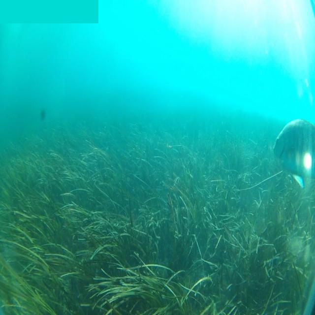 FIshies v3 Object Detection Dataset by Fishies v3