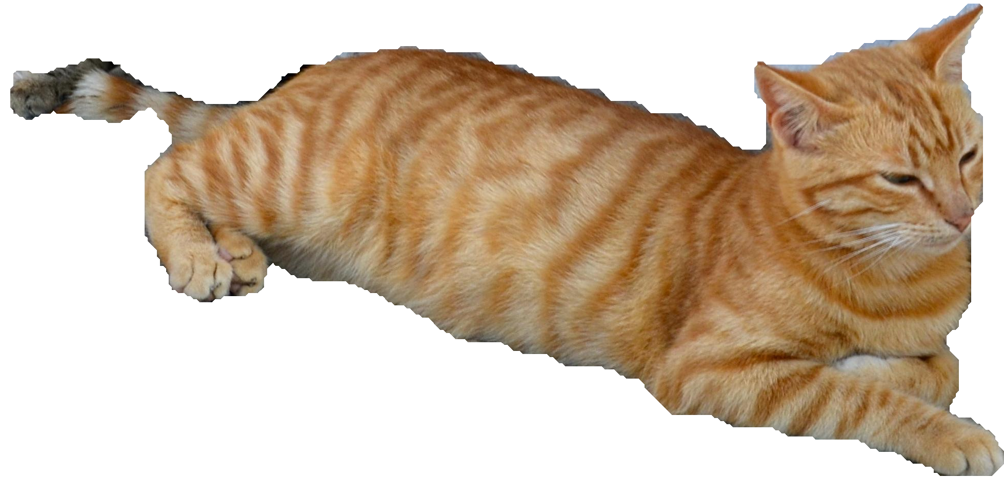 feral-cat-pose-detection-6 Keypoint Detection Model (v4, 2024-08-19 1 ...