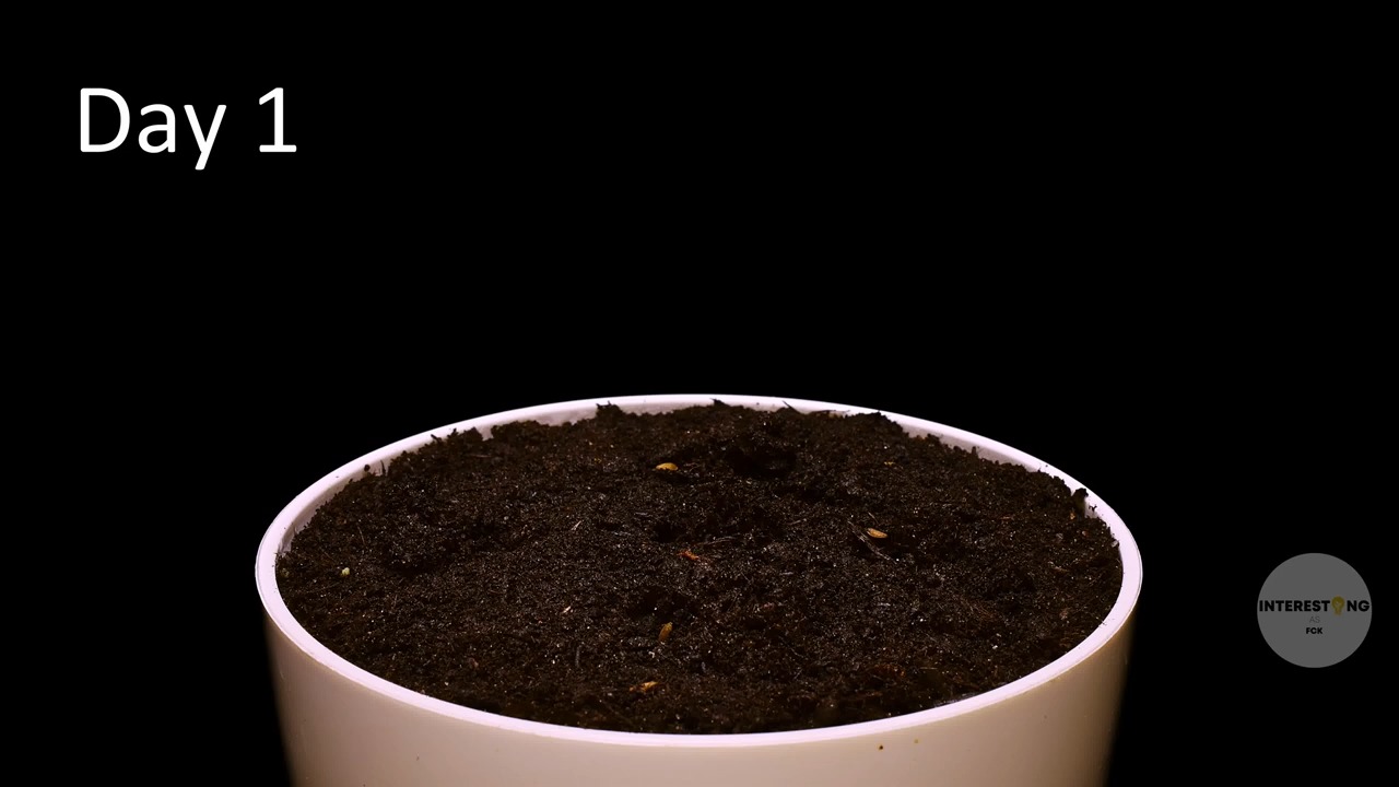 Plant Growth Object Detection Dataset and Pre-Trained Model by ShaiST