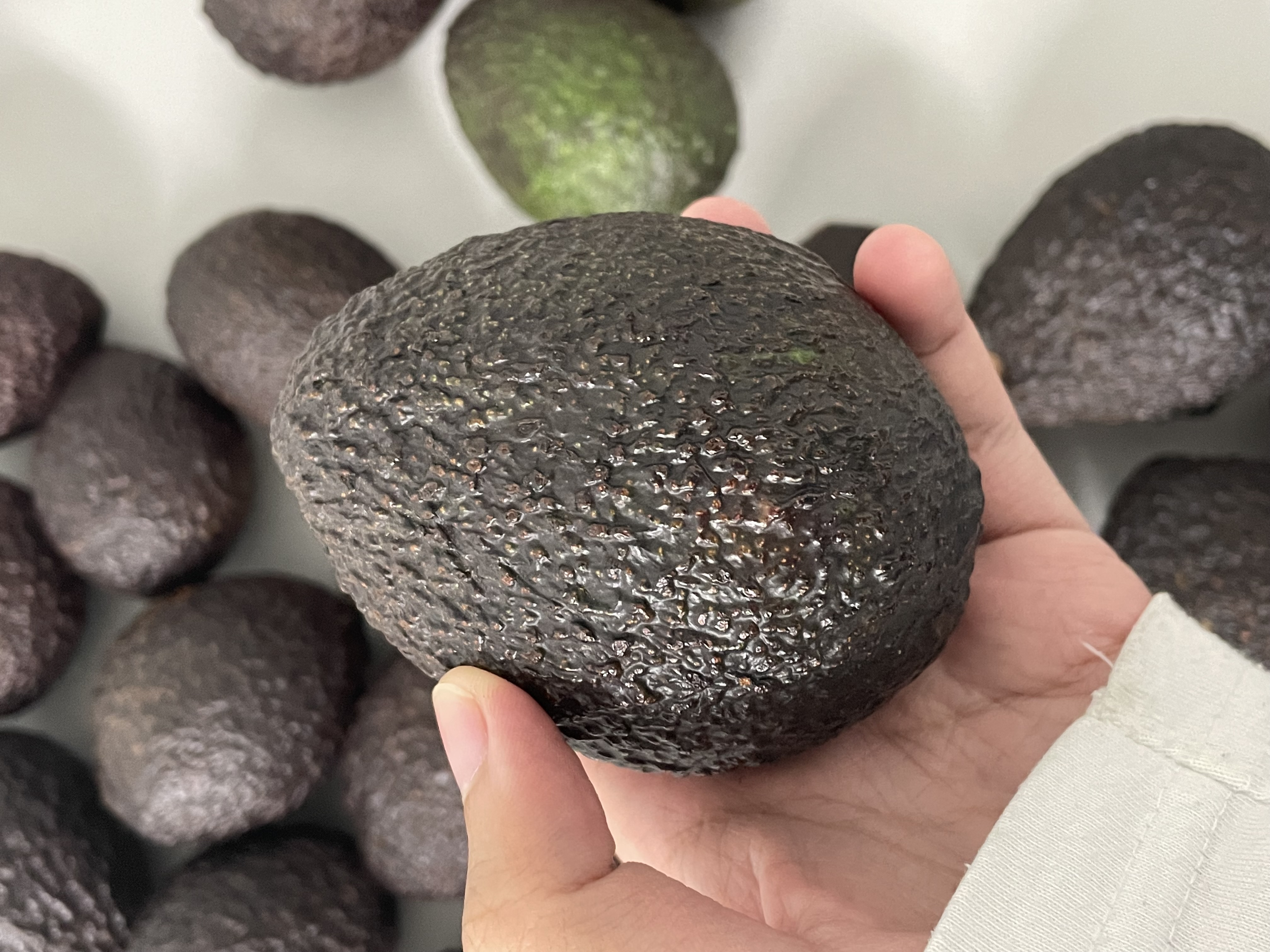 avocadoproject - Roboflow Universe