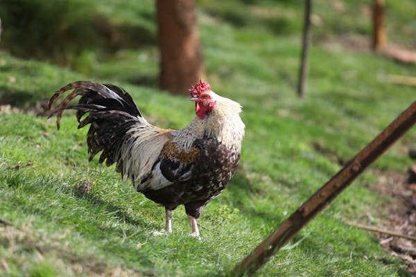 hen identification Object Detection Dataset by Akhil