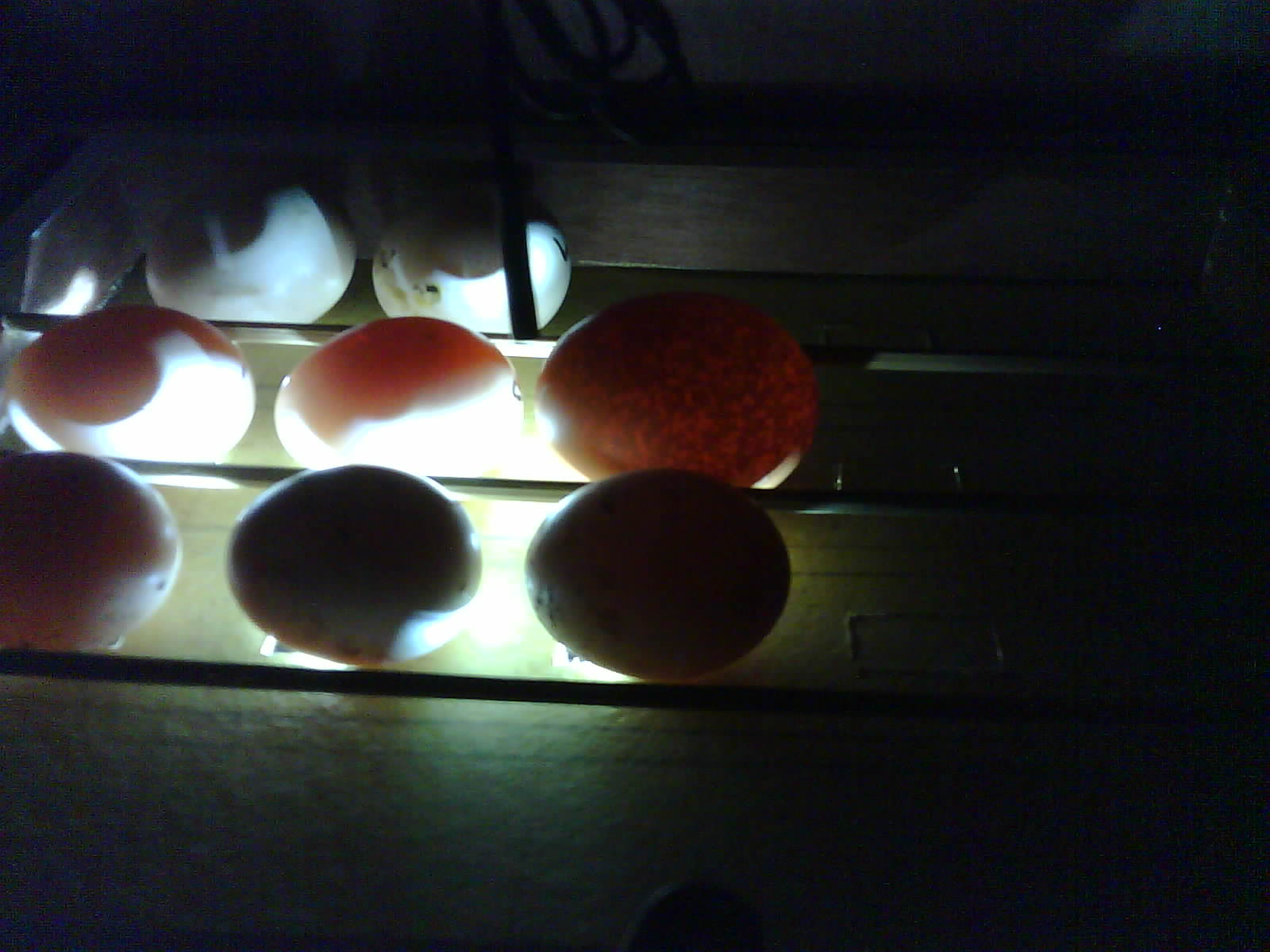 Fiertile Egg Object Detection Dataset by Project Learn