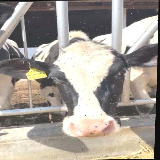 face Object Detection Dataset by Holstein computer vision