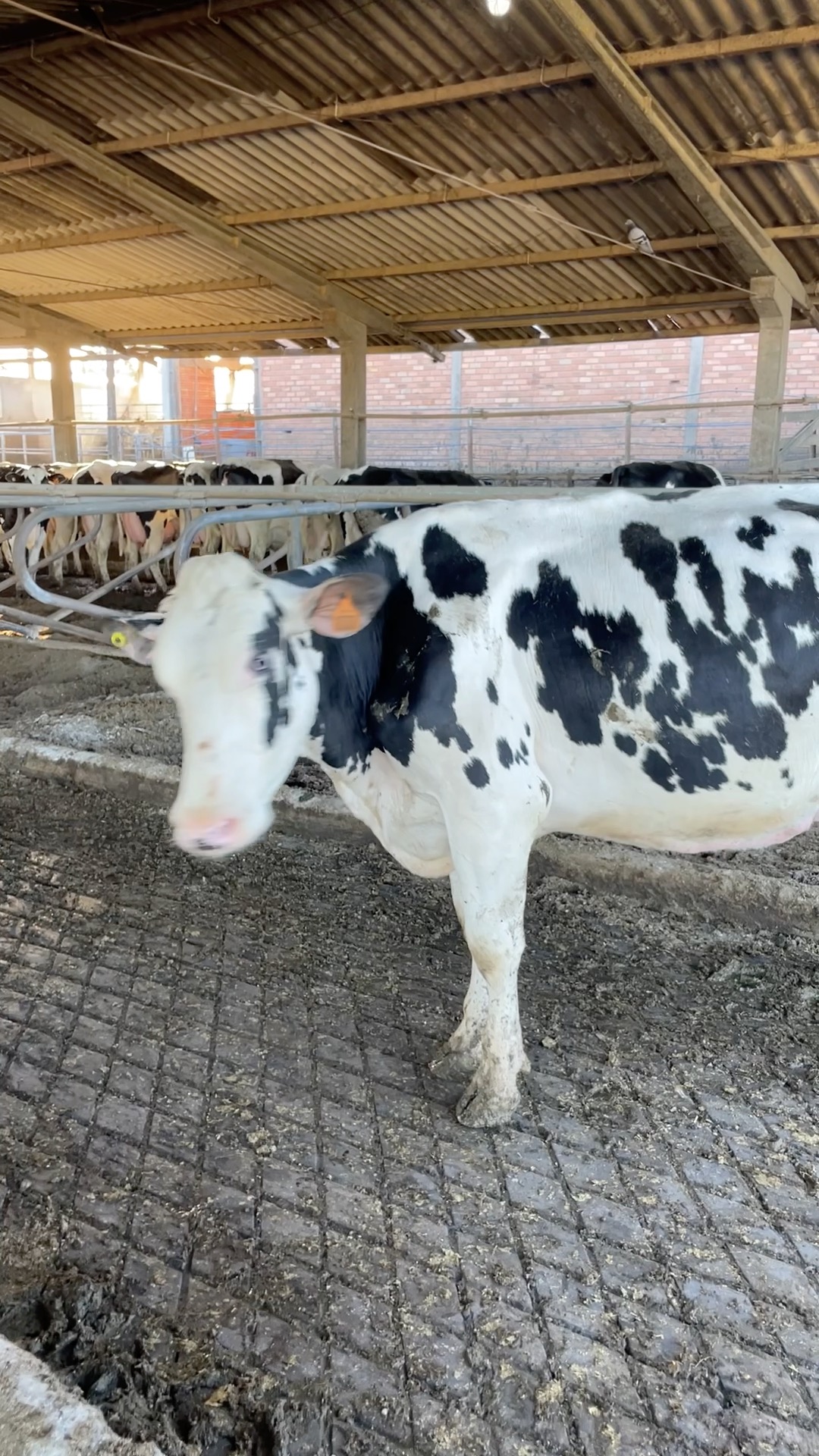 cowview Object Detection Dataset by Holstein computer vision