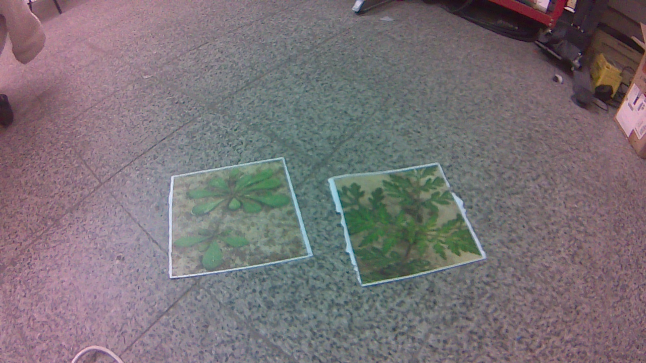 Cotton Vs Weed Object Detection Model By Cotton Plant