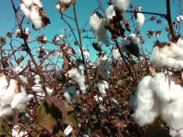 Cotton Dataset Annotation task Object Detection Dataset by cotton plant