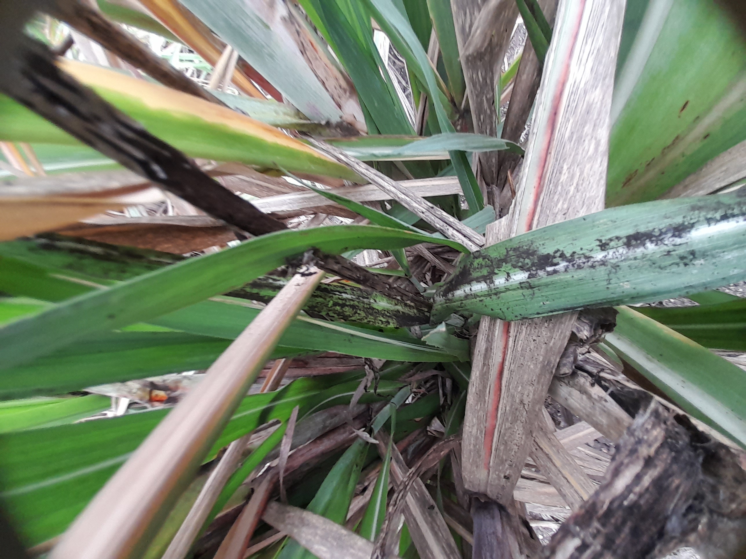 Sugarcane Smut1 Object Detection Model By Sumanth Sai