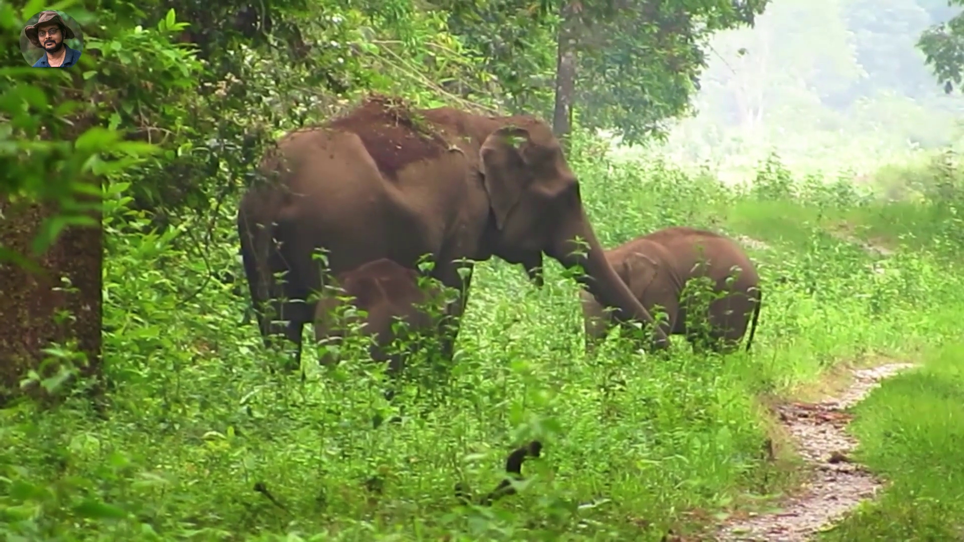 wild animal detection Object Detection Dataset by project