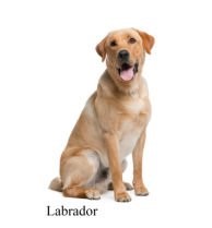 D-Dog Object Detection Dataset and Pre-Trained Model by Grow