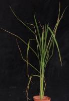 leaf tip point-1 Keypoint Detection Dataset by Leaf folder