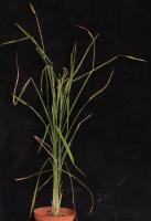 leaf tip point-1 Keypoint Detection Dataset by Leaf folder