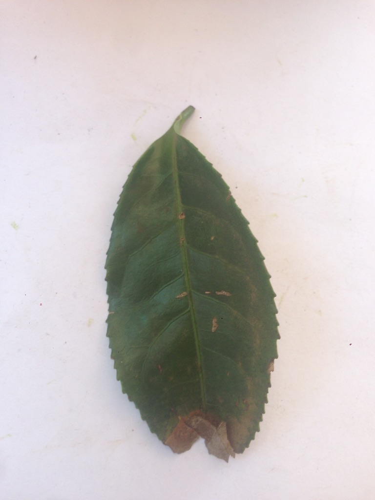 Leaf Disease Detection Object Detection Dataset by Tanish ML Workspace