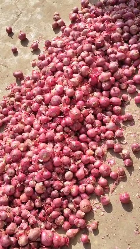 Onion Detection Object Detection Dataset by Onion2025