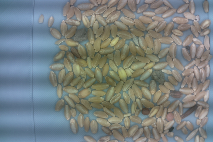 Wheat Quality Detection Object Detection Dataset And Pre Trained Model