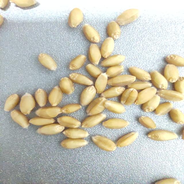 Wheat Quality Detection Object Detection Dataset By First