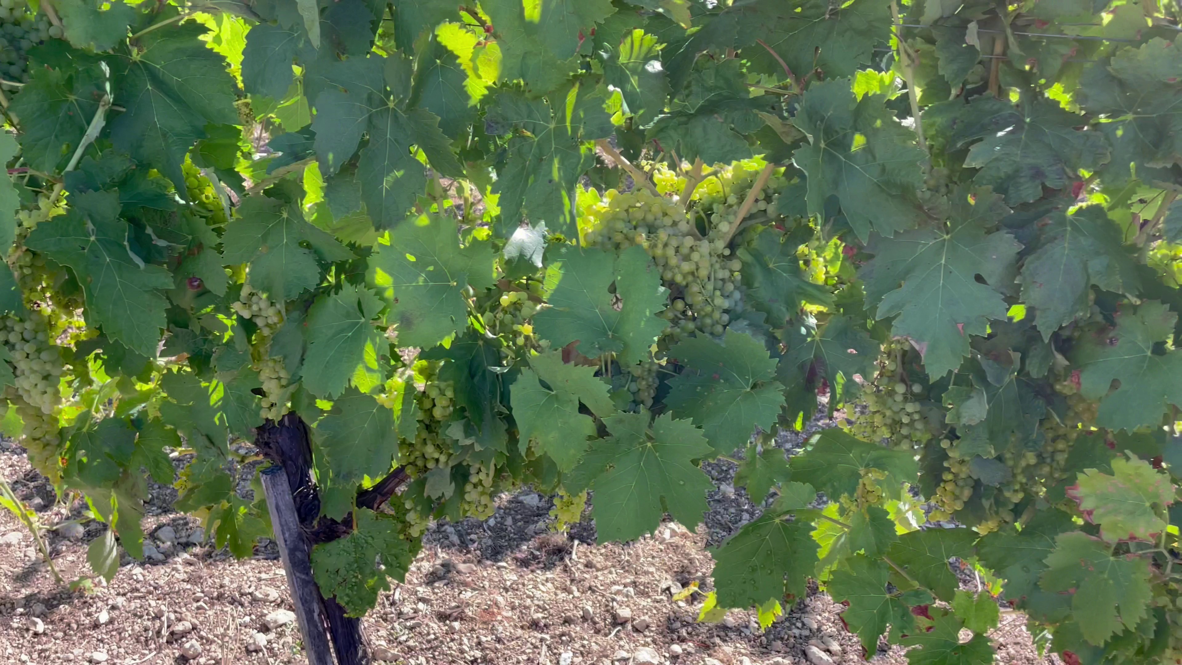 grape-counter Object Detection Dataset by Florin Sacadat