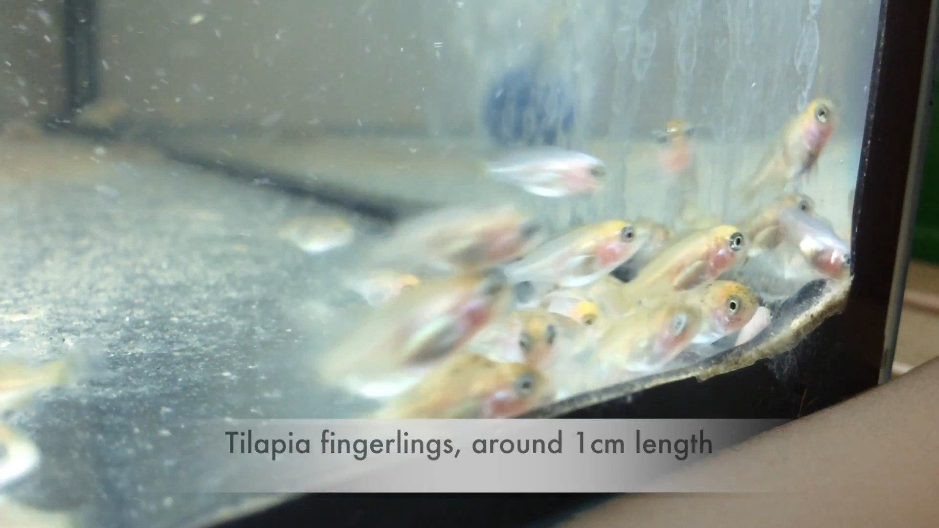 Fish Monitoring Classification Model by My Capstone