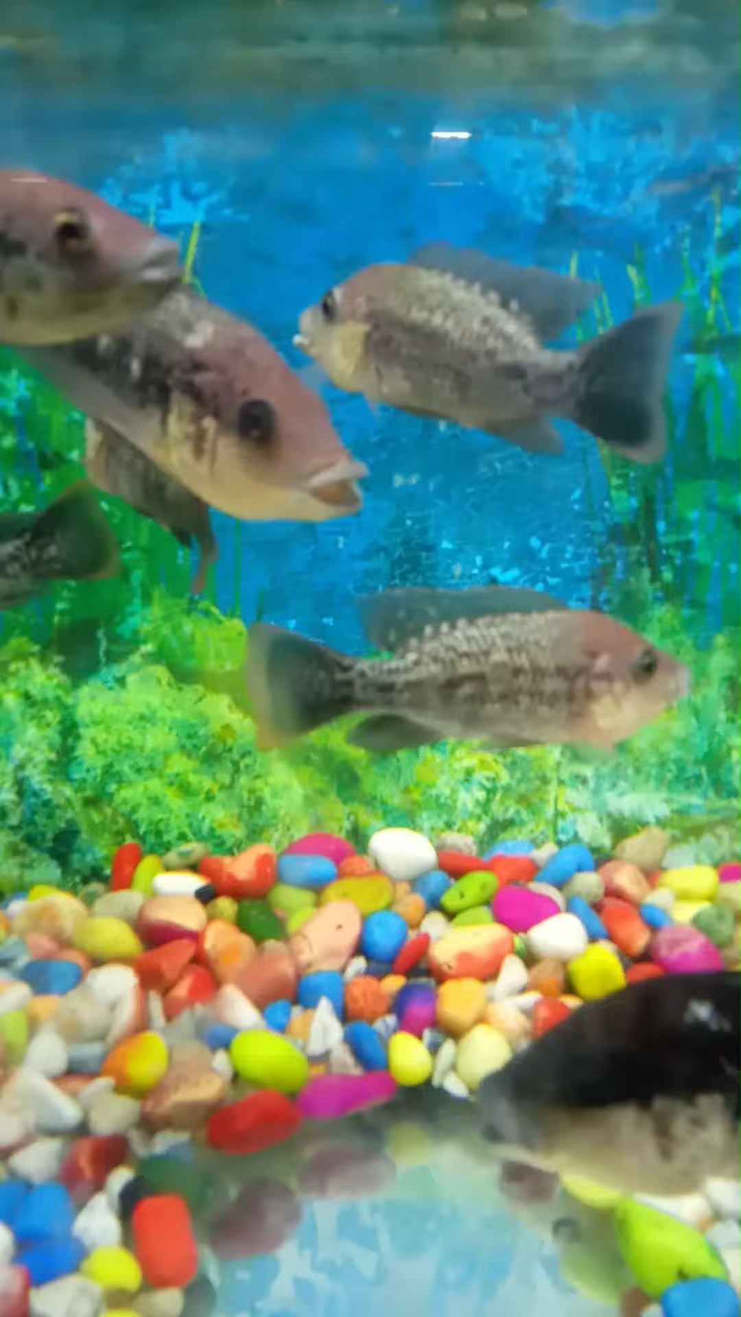 Fish growth B Object Detection Dataset by My Capstone