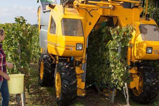 Vineyard Object Detection Dataset and Pre-Trained Model by Machine learning and AI