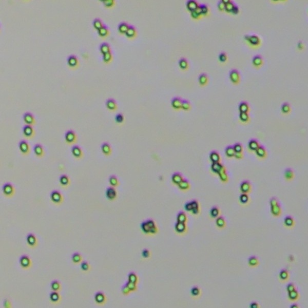 Yeast Object Detection Dataset And Pre Trained Model By Yeast