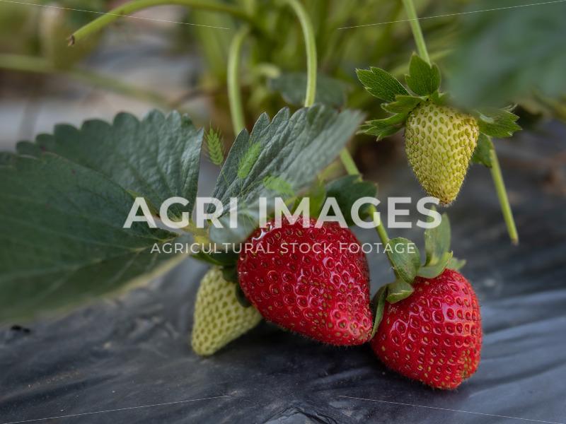 Strawberry-Flower Object Detection Model (v1, augmented Strawberry ...