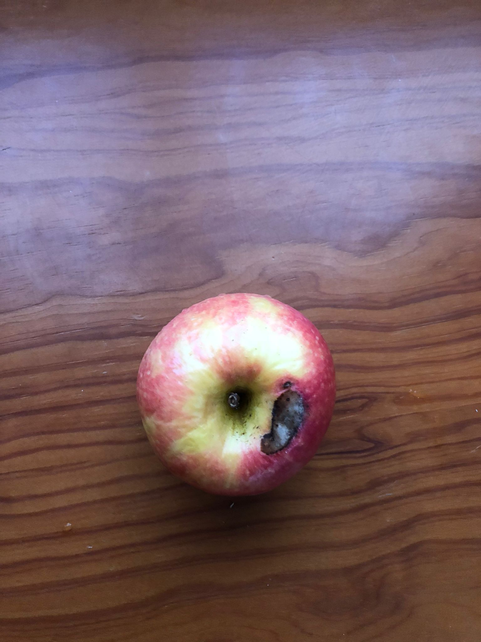 Rotten Apples Detection Classification Dataset And Pre Trained Model By Universidadde De