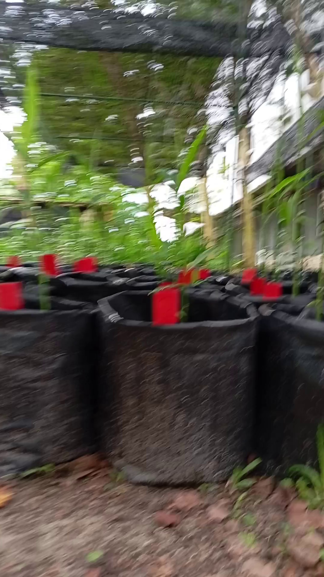 Stem Detector Object Detection Dataset by FYP