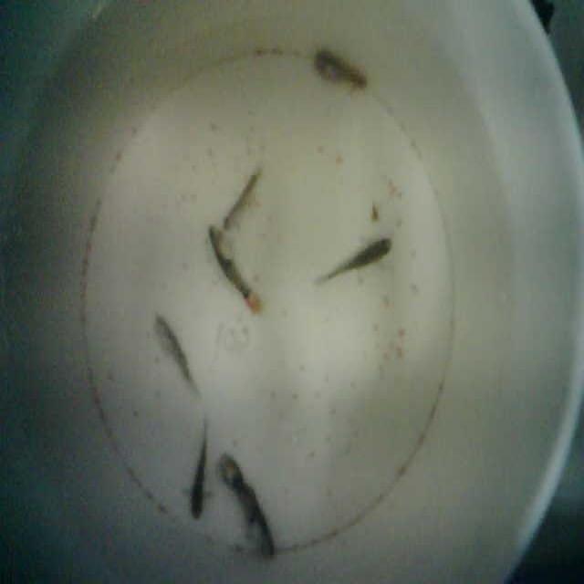 fish detection 2 Object Detection Model by project-vi7vz