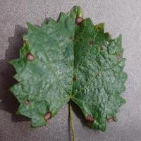 Labels Plan - Roboflow Universe