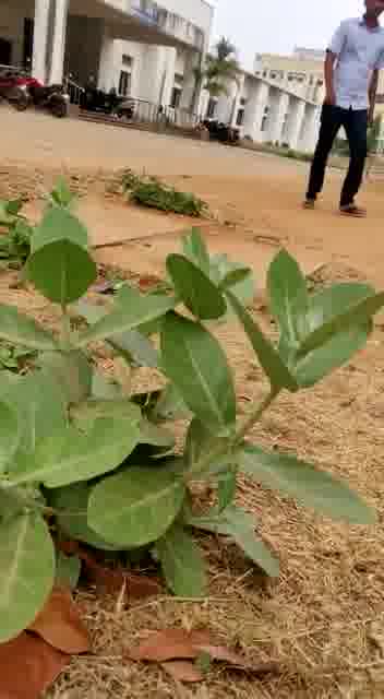 Medicinal Plants Object Detection Dataset By Pratap