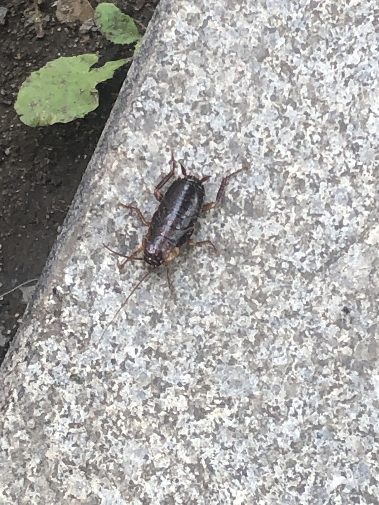 Project_1 Object Detection Dataset and Pre-Trained Model by cockroachproject