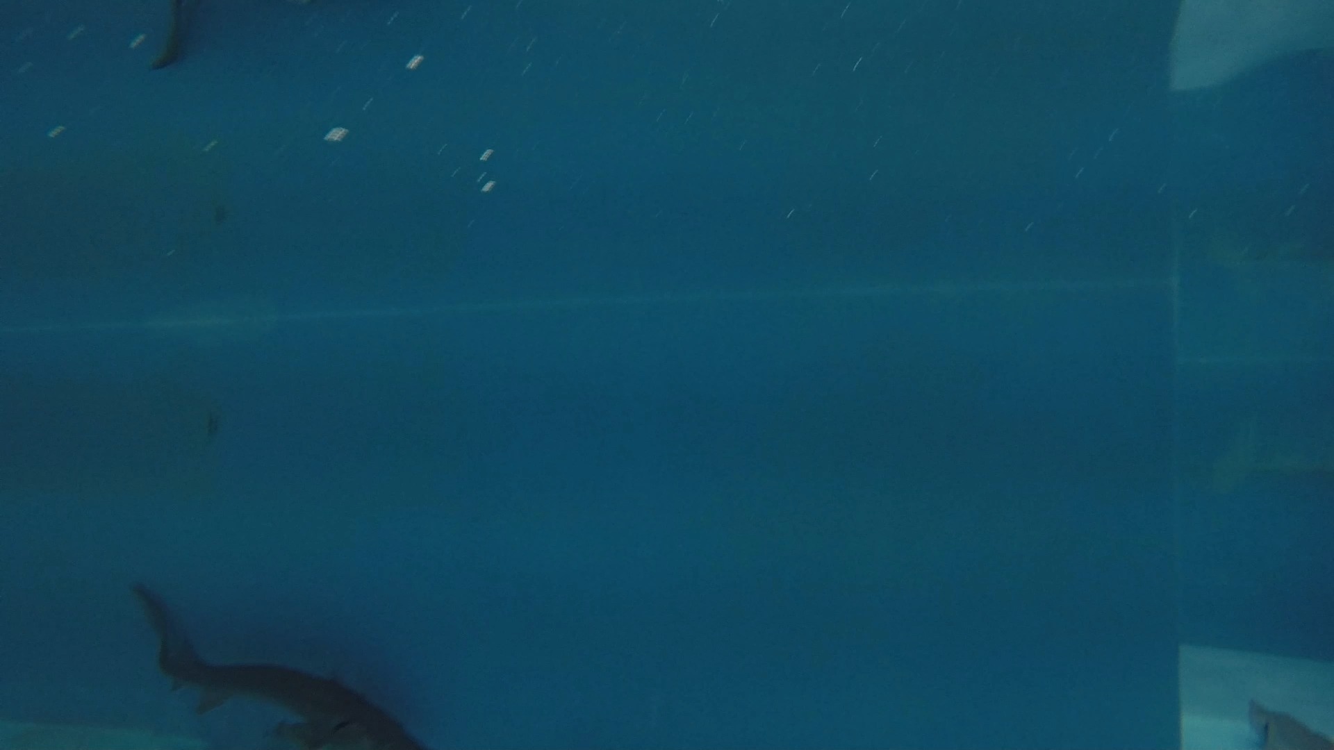 fish model2 Object Detection Dataset and Pre-Trained Model by BTREEaquafarm