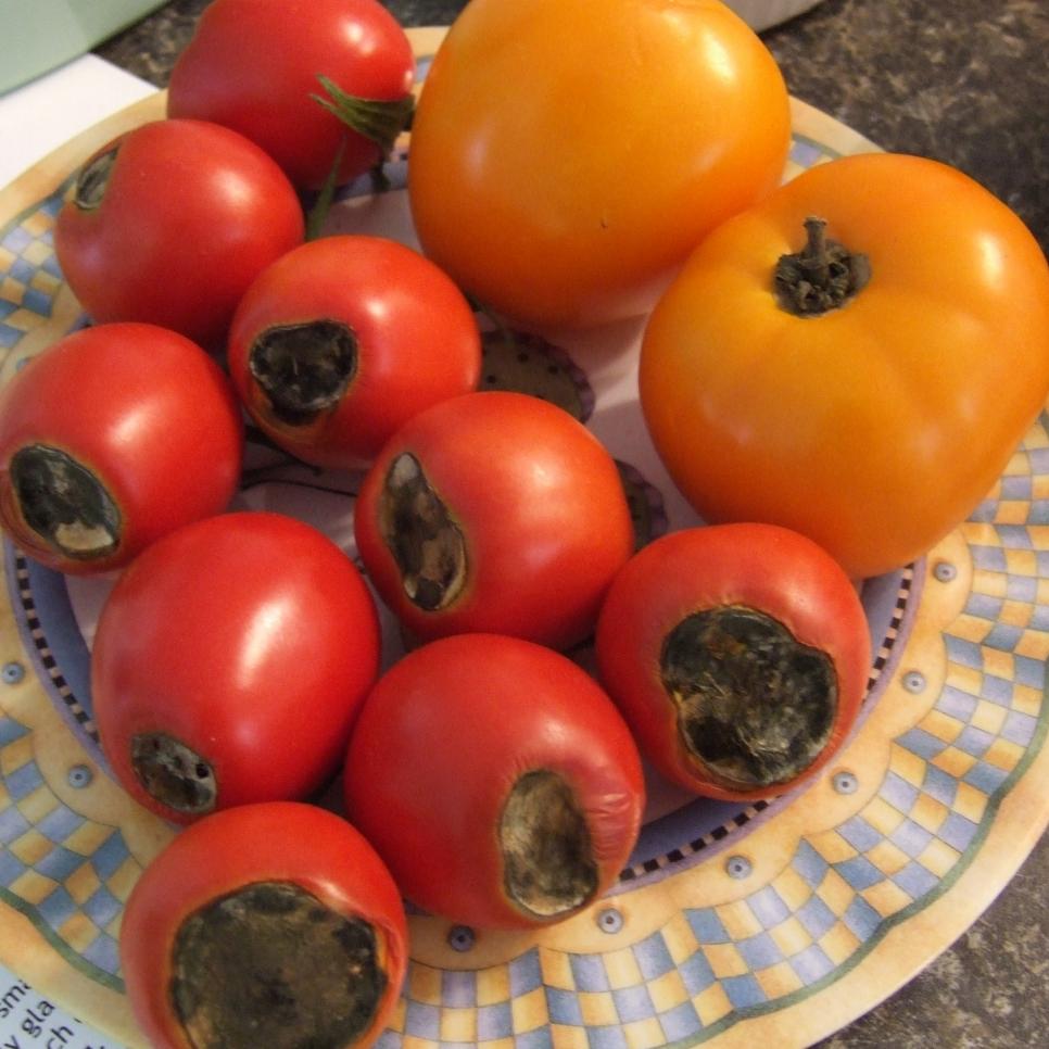 Veggies2 Object Detection Model by Vegetable