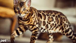 Object Segmentation Instance Segmentation Dataset and Pre-Trained Model by project1