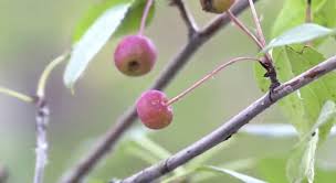 apple_detection Object Detection Dataset and Pre-Trained Model by Dewaruci