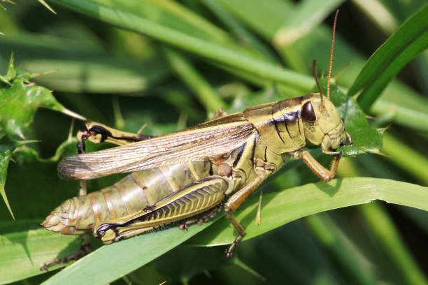Grasshopper V2 Object Detection Dataset By Pest Classifier