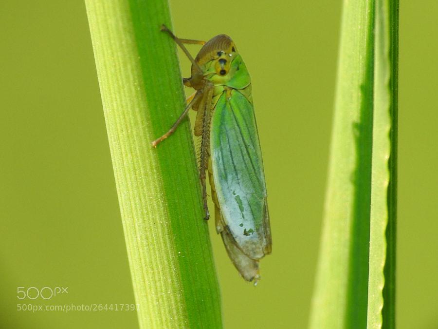 Green LeafHopper Object Detection Dataset by Pest classifier