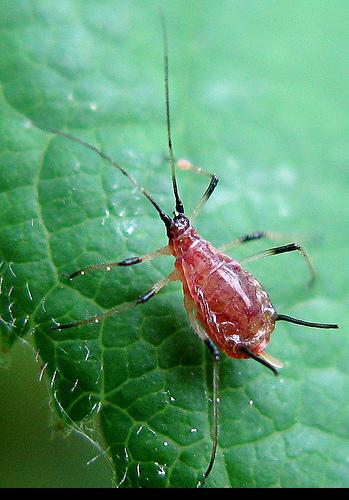 Pest-aphid Object Detection Dataset by Pest classifier